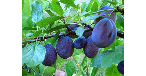 Δαμασκηνιά - Στάνλευ (Prunus domestica)